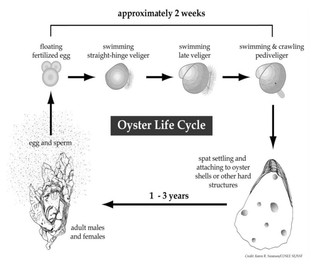 Oyster Study – Narrow River Preservation Association